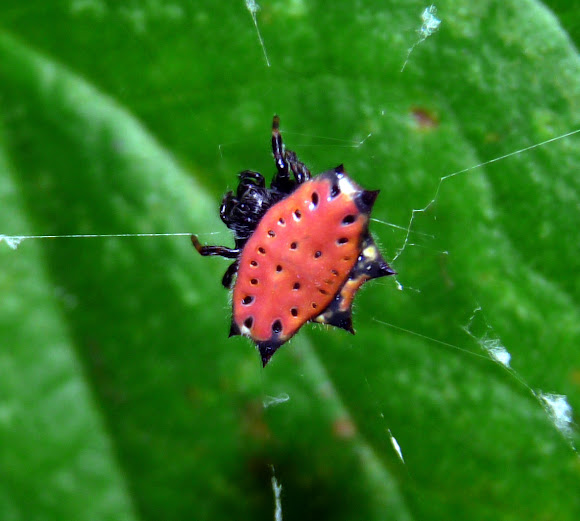 Spider - Araña | Project Noah
