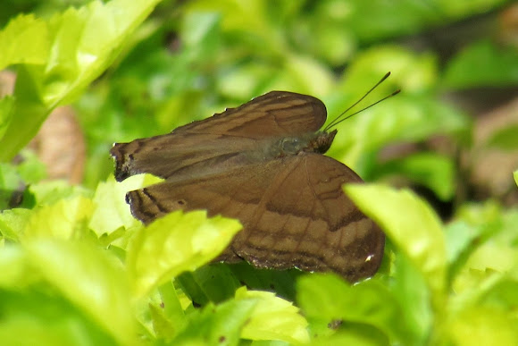 Chocolate Pansy | Project Noah