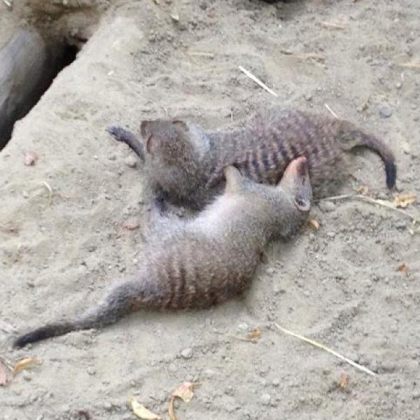 Banded Mongoose | Project Noah