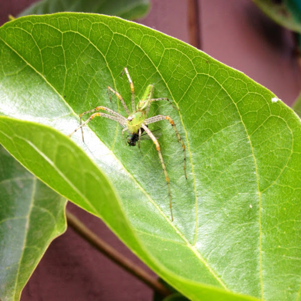 Green Lynx Spider | Project Noah