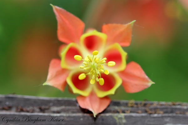 Wild Red Columbine | Project Noah