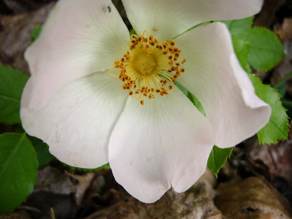 rosa silvestre (flor del escaramujo) | Project Noah