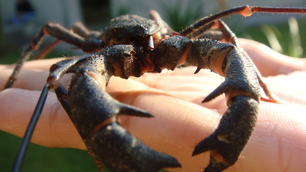 Vinagrillo | Project Noah