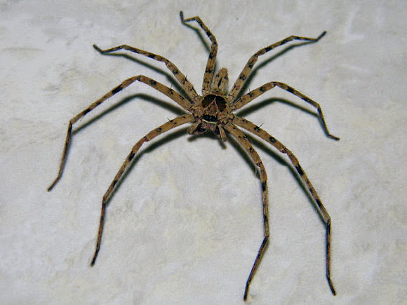 brown huntsman spider (male) | Project Noah