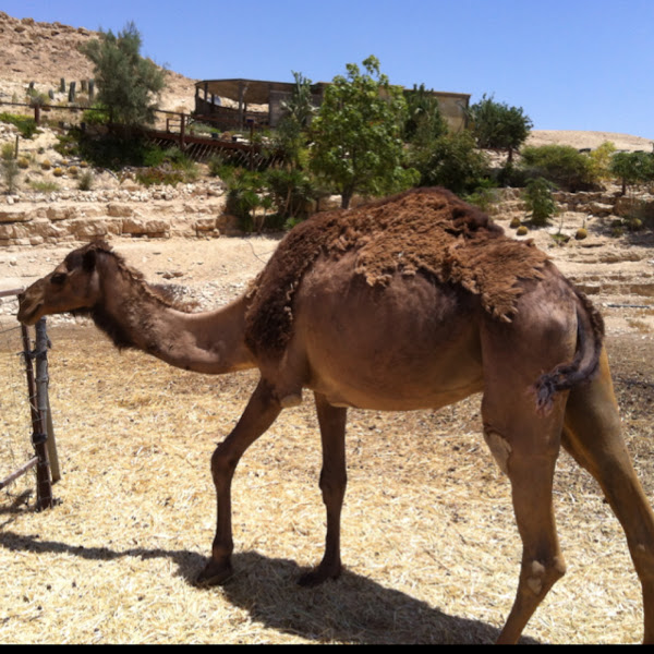 Camel | Project Noah