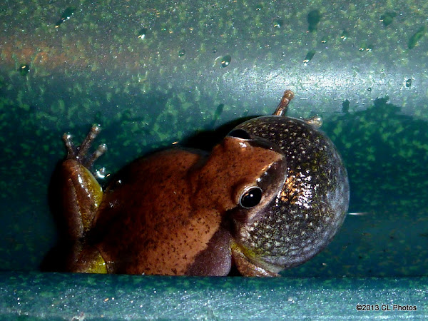 Desert Tree Frog or Little Red Tree Frog | Project Noah