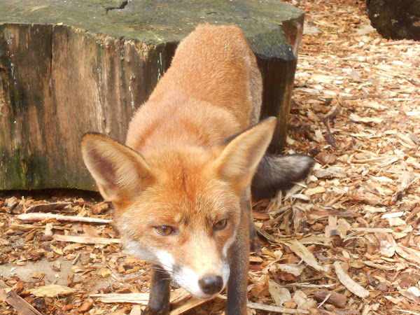 The red fox | Project Noah