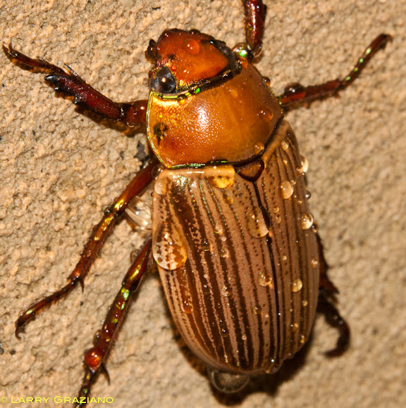 Beetle | Project Noah