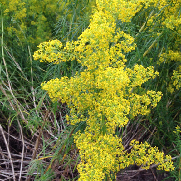 Spotting | Project Noah