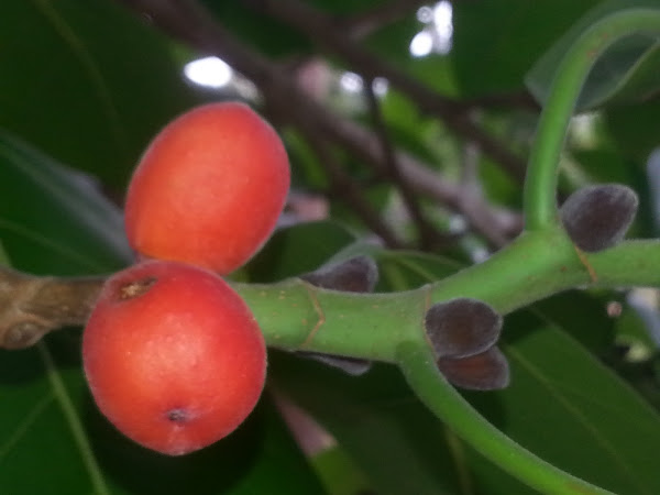 Ficus | Project Noah