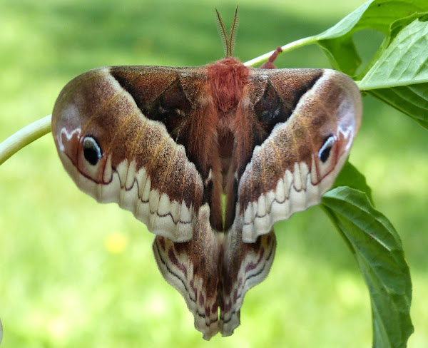 Promethea Silkmoth (female) | Project Noah