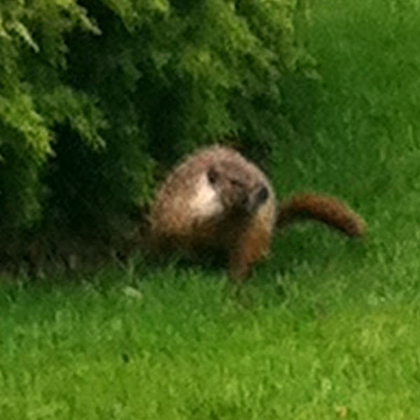 Groundhog | Project Noah