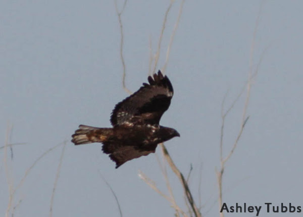 Harlan's Hawk | Project Noah