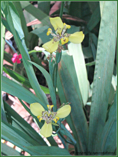 Yellow Walking Iris | Project Noah