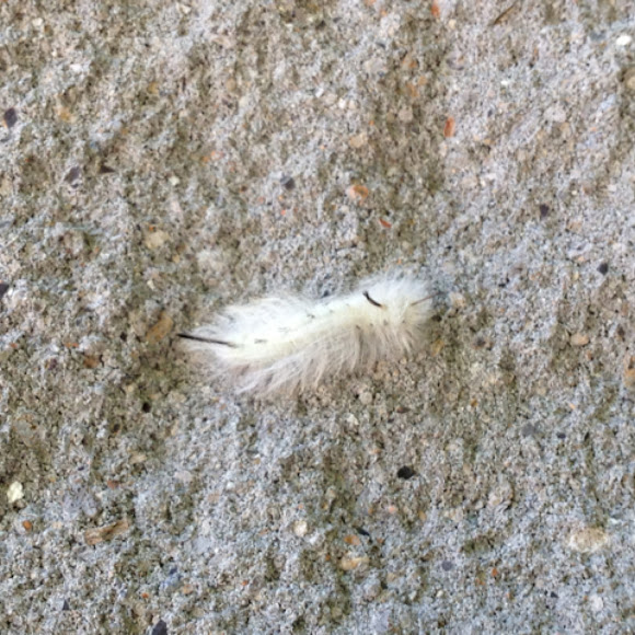 Hickory tussock moth caterpillar | Project Noah