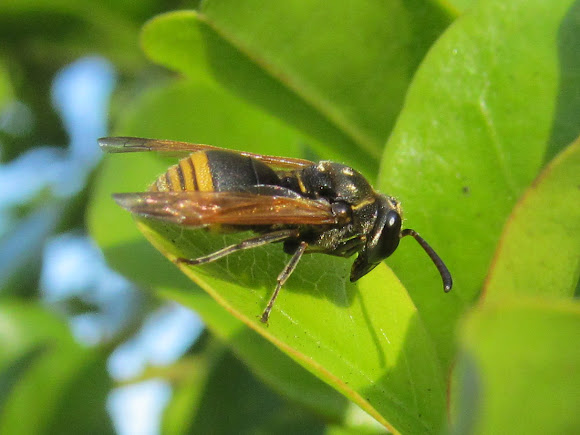 Keyhole Wasp | Project Noah