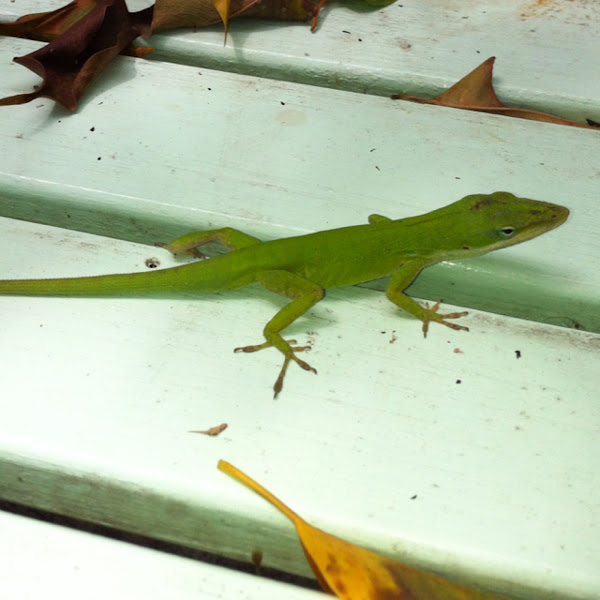 Green Anole | Project Noah