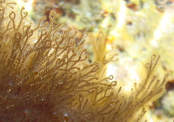 Red algae / Crvena alga | Project Noah