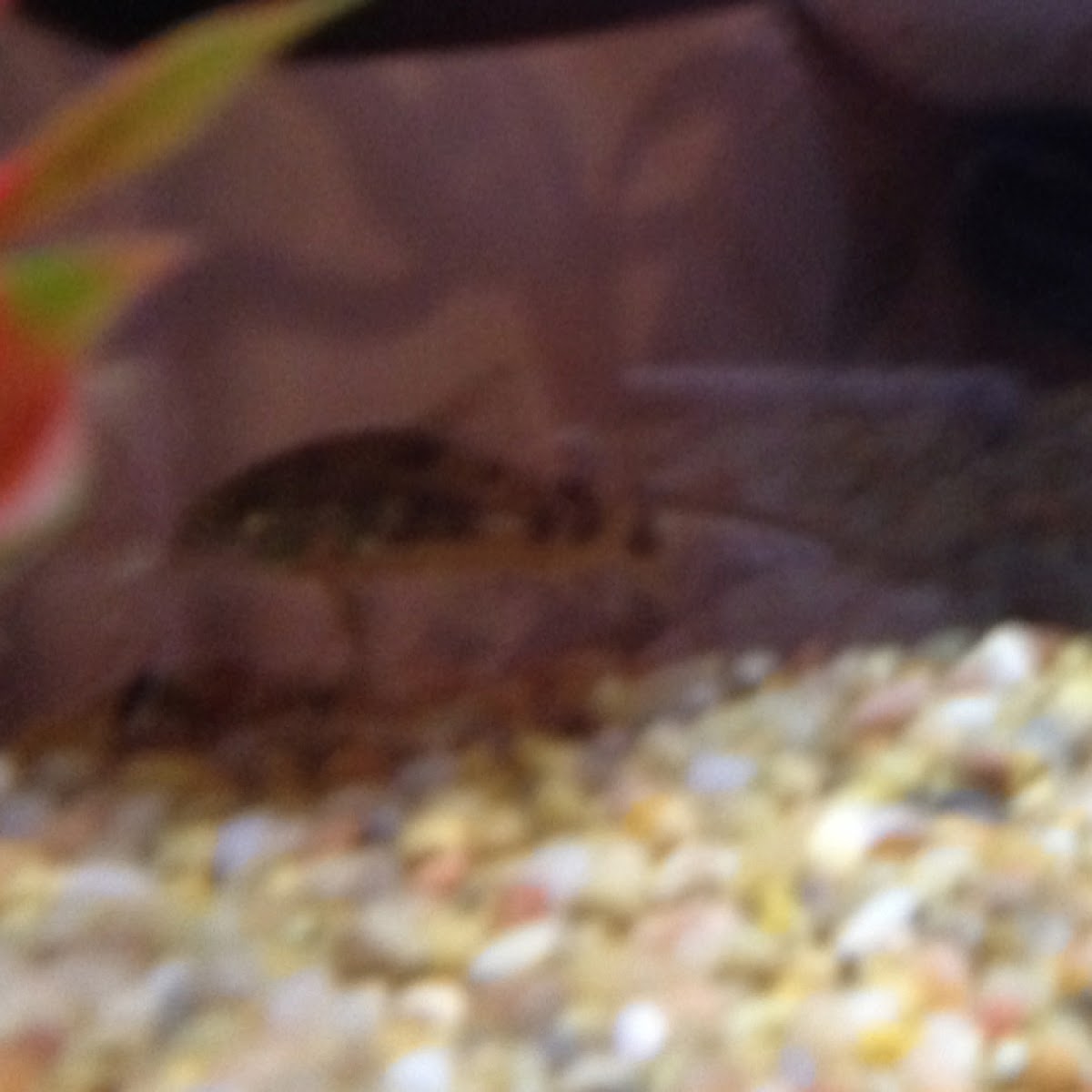 Catfish | Project Noah