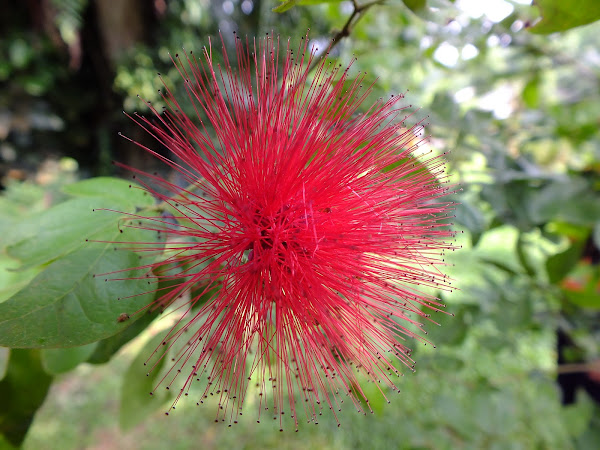 Powder-puff tree | Project Noah