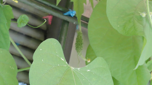 Bitter Melon | Project Noah