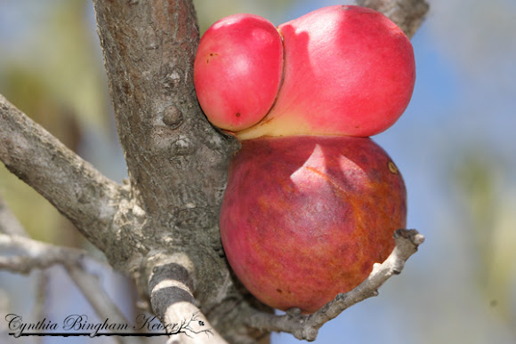 Oak Apple Gall | Project Noah