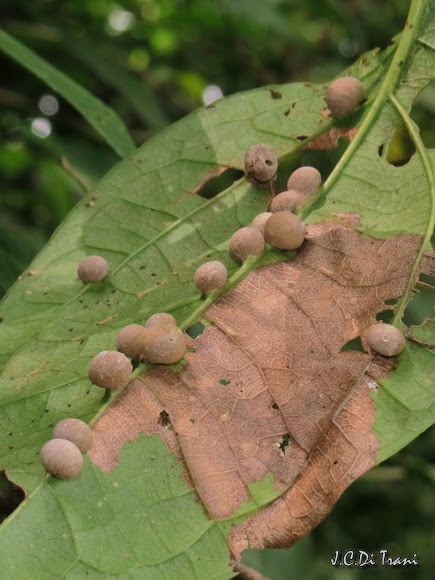 Plant Galls | Project Noah