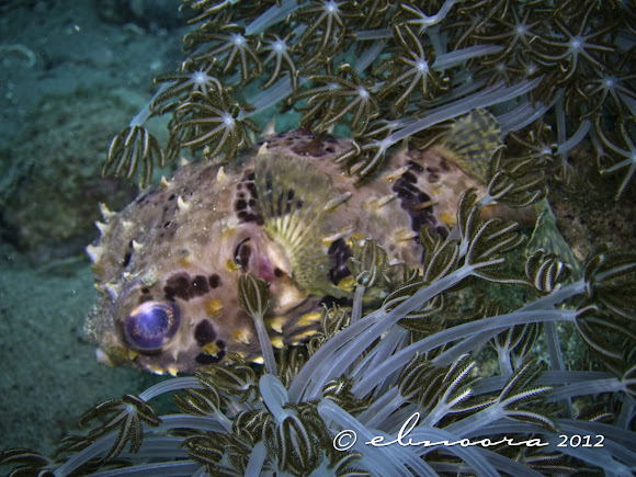 Birdbeak Burrfish, Spiny Blaasop | Project Noah