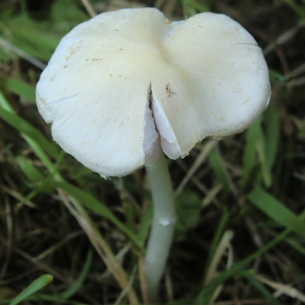 Pale Brittlestem | Project Noah