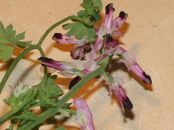 Wall Fumitory | Project Noah