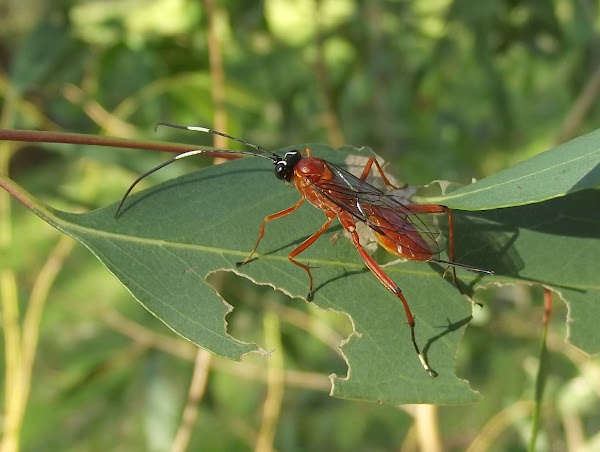 Black-headed orange parasitic wasp | Project Noah