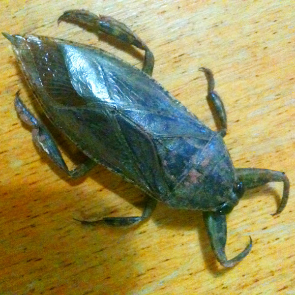 Toe biter bug | Project Noah