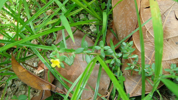 Spotting | Project Noah