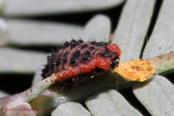 Vedalia Beetle Larvae | Project Noah
