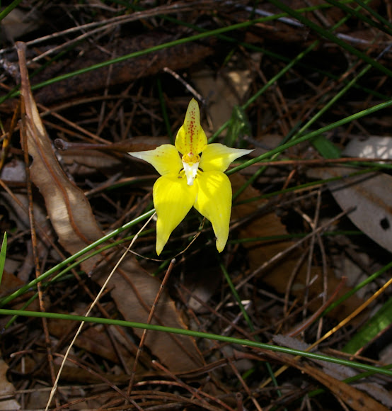 Cowslip orchid | Project Noah