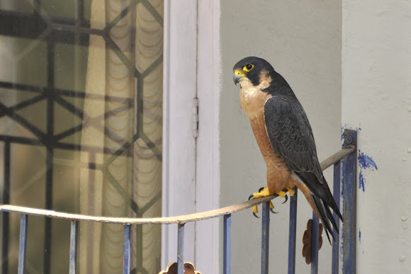 Shaheen Falcon | Project Noah