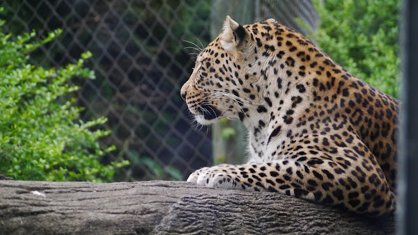 Leopard | Project Noah