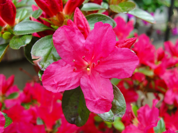 Azalea | Project Noah