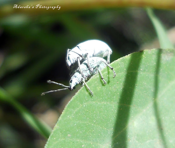 Asian Gray Weevil | Project Noah
