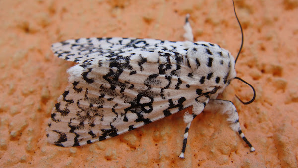 Owlet moth | Project Noah