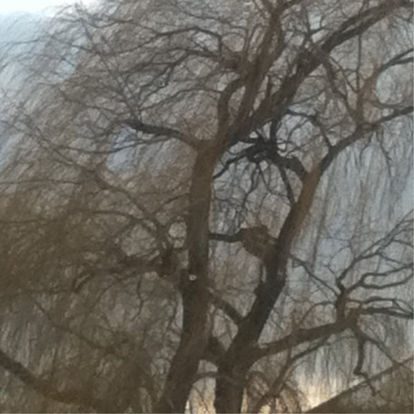 Willow tree | Project Noah