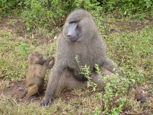 olive baboon | Project Noah