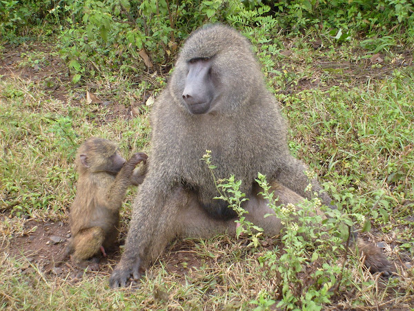 olive baboon | Project Noah