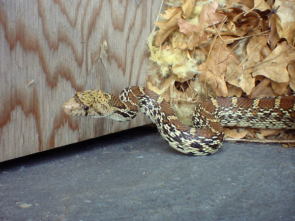 Gopher snake | Project Noah