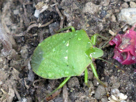 Green vegetable bug | Project Noah