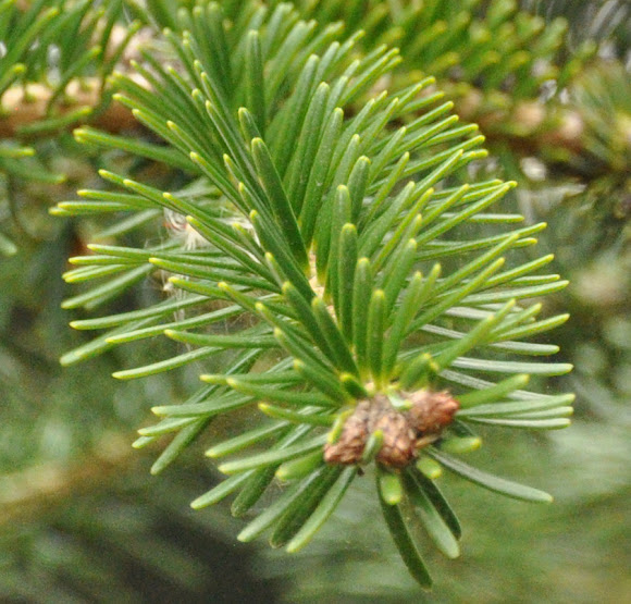 Weeping Silver Fir | Project Noah
