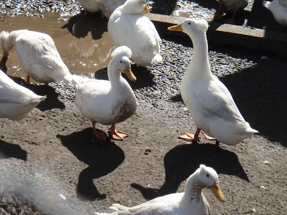 Crested Pekin Duck | Project Noah