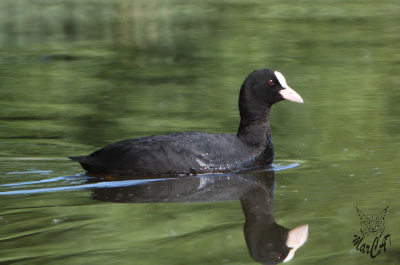Eurasian Coot - Lyska černá | Project Noah