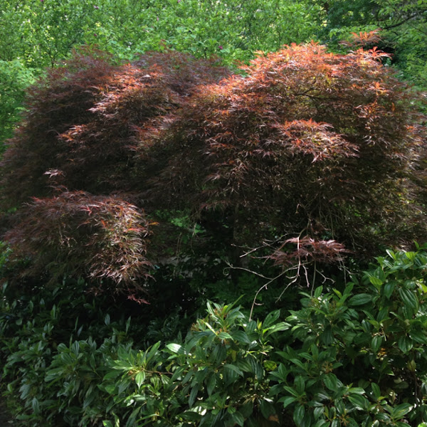 Japanese Maple | Project Noah