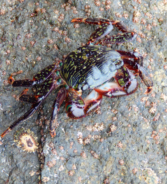 Striped shore crab | Project Noah